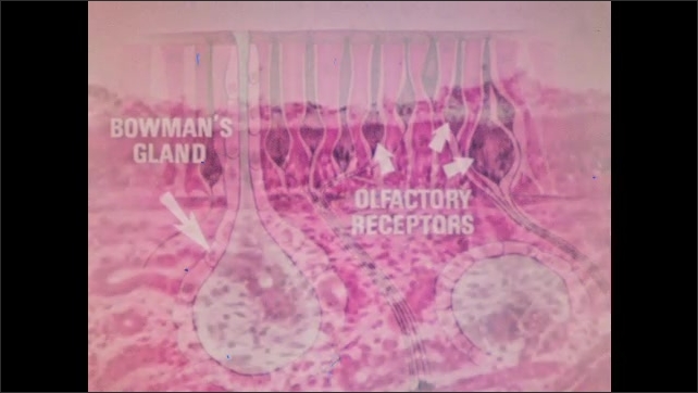 1960s: Illustration of inside nose, Bowman’s Glands, Olfactory ...