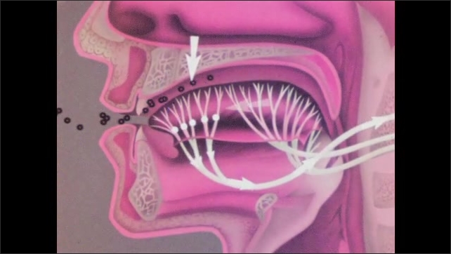 1960s: Illustration of inside of mouth from side of head. Molecules ...
