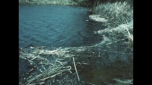 1950s: Shoreline, water flowing. Pan across river. Animation showing ...