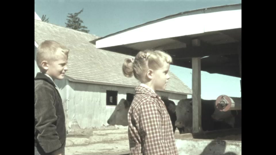 1960s: Boy and girl next a cattle feed trough. The girl points. A barn ...