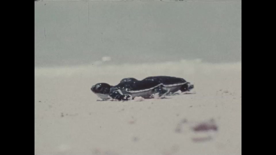 1980s: Beach. Baby sea turtles scurry across beach. Sea turtles ...