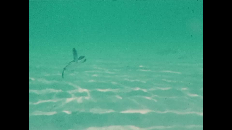 1980s: Baby sea turtles swim in ocean. Drawing of animals. – Archival ...