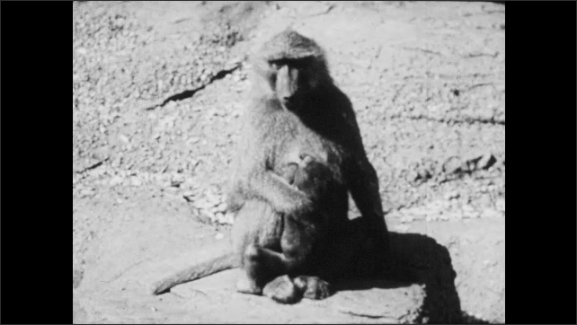1950s: Monkeys play in enclosure. Baby monkey nurses. – Archival Footage