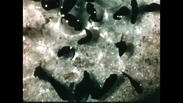 1960s: Tadpoles hatch in water. Tadpole metamorphosis to frog. Frog ...