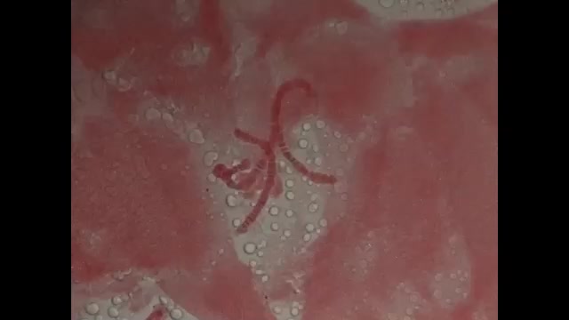 1980s: Microscopic chromosomes. Man looks into microscope. Microscopic ...