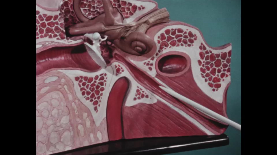 1960s: Model of a human ear, pointer tracking the eustachian tube ...