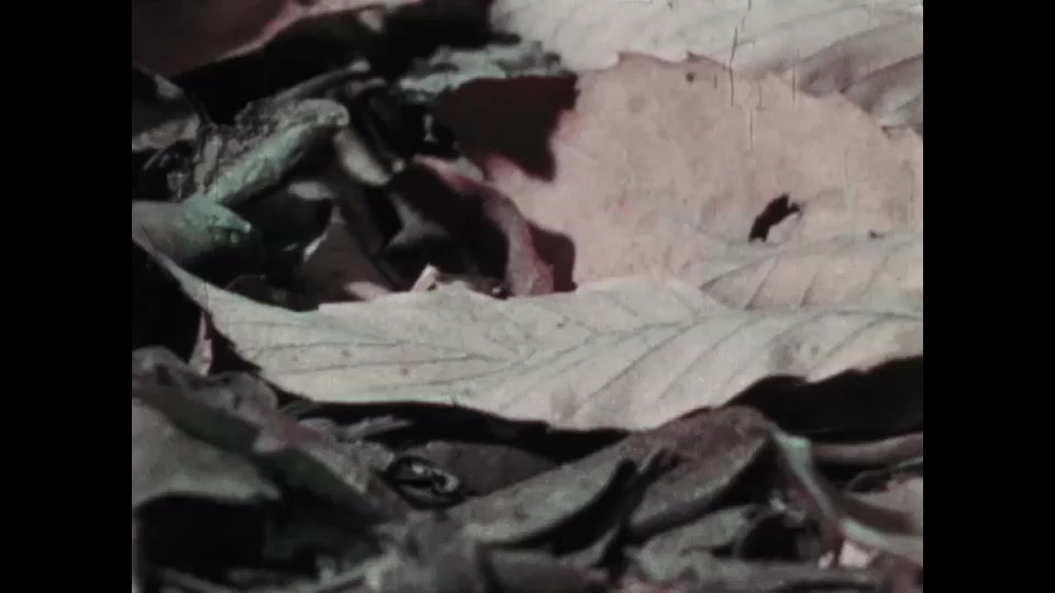 1970s: Snake moving through leaves. Ladybug crawling on leaves. Close ...