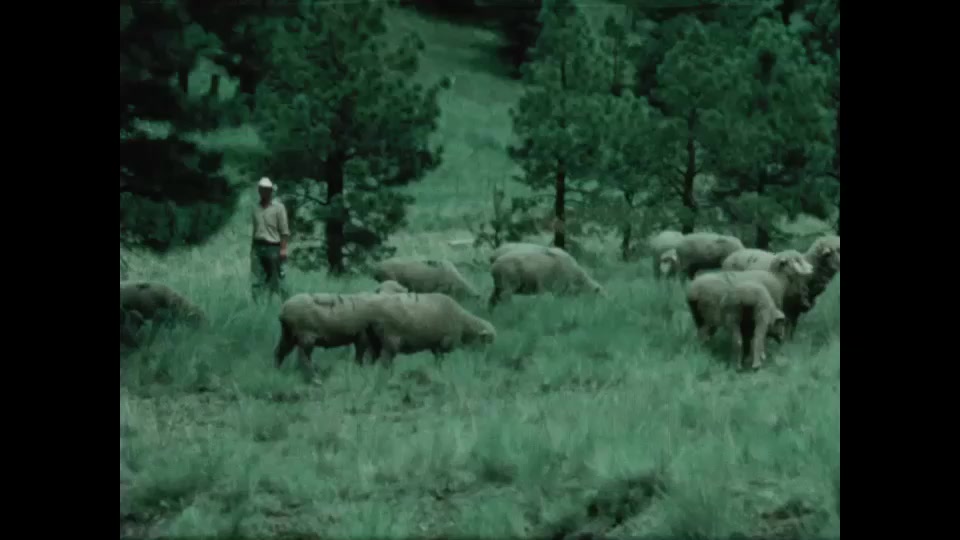 1970s: Sheepherder and dog guide flock of sheep. Map of North America ...