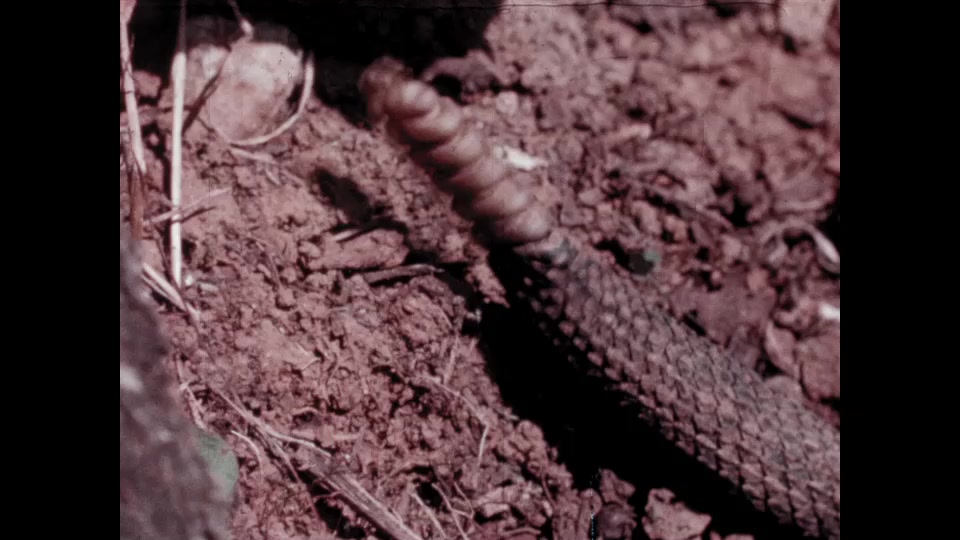 1960s: Coiled gray snake shakes rattle. Coiled copperhead pulses body ...