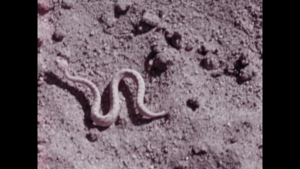 1960s: Sidewinder snake. The end. – Archival Footage