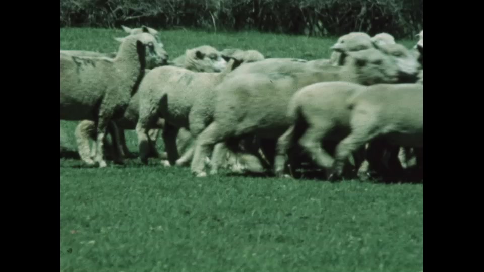 1960s: Sheep run in circles chased by border collie. – Archival Footage