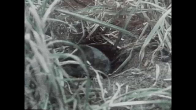 1990s: Water shrew litter nursing in mud burrow. Mallard ducks on side ...