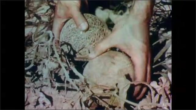 1960s: UNITED STATES: roots of plant destroyed by nematode. Pen points ...