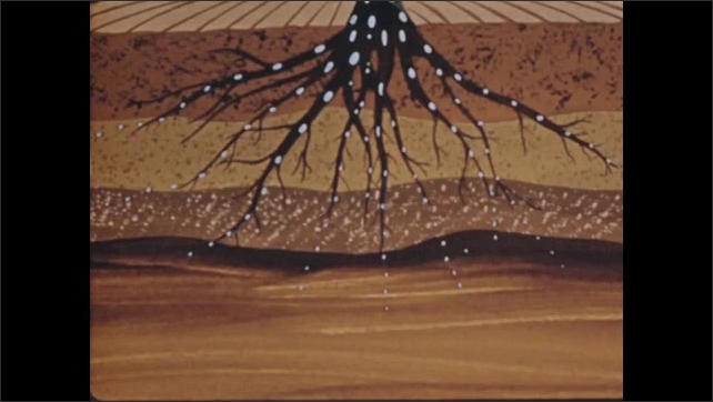 1950s: Animation of an aquifer flowing into a lake. A corn plant takes ...