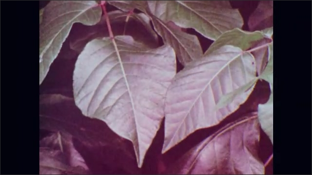 1970s: Poison ivy leaves. Large poison ivy plant. – Archival Footage