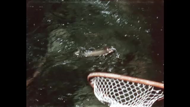 1950s: net used to grab caught fish, man fly fishing from shore ...