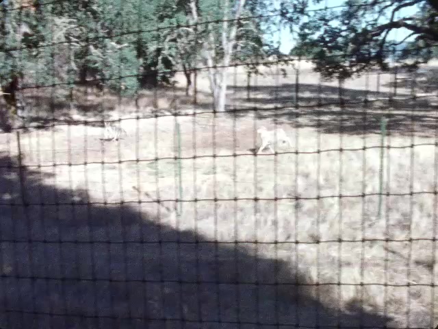 1960s: UNITED STATES: coyote and sheep in enclosure. Coyote bites sheep ...