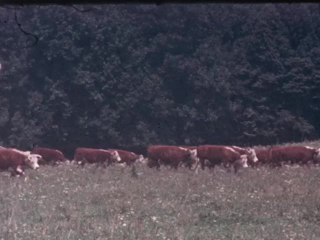 1950s: UNITED STATES: cattle walk across rough mountain ground ...