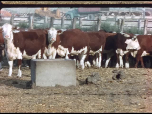 1960s: Cows in pen on farm. Farmland. Title card. – Archival Footage