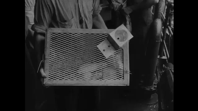 1940s Bikini Atoll: Sailors drag pigs and sheep across deck of Navy ...