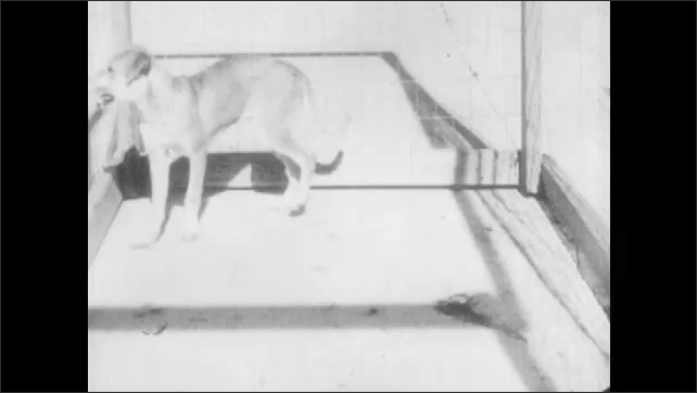 1940s: UNITED STATES: squirrel fish in branches of coral. Prisoner fish ...