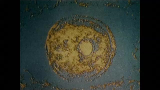 1970s: UNITED STATES: animation of cow. Cloning of material animation ...