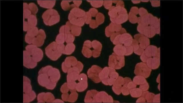 1970s: Animation of red blood cell, visualization of several hemoglobin ...
