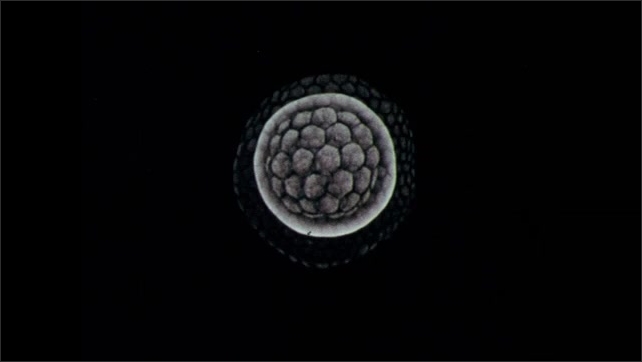1970s: Animation of egg cell, mitosis cycle, develops into an embryo ...