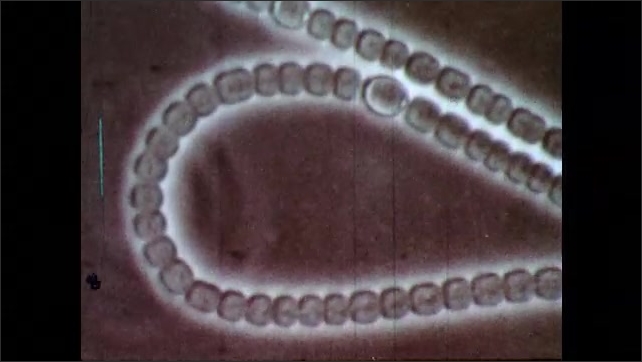 1960s: UNITED STATES: blue green algae under microscope. Chlorophyll ...