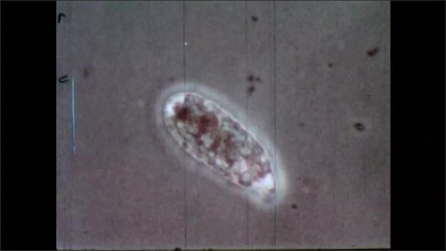 1960s: UNITED STATES: flexible body wall in algae cell. Flagella and ...