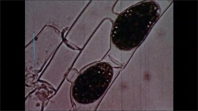 1960s: UNITED STATES: content of cell flows through channel. Formation ...