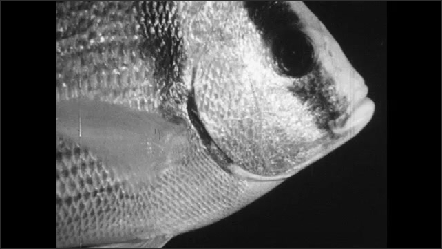 1960s: UNITED STATES: close up of fish face from side. Tropical fish in ...