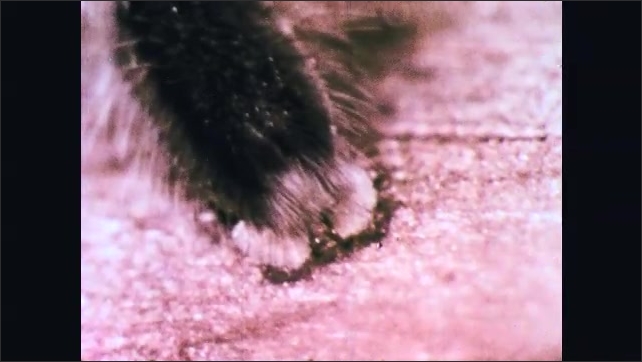 1970s: Hairs on tarantula legs. Spider’s clawed feet. Tarantula ...