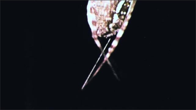 1970s: Spider uses back legs to pull silk from it’s abdomen. Spider ...