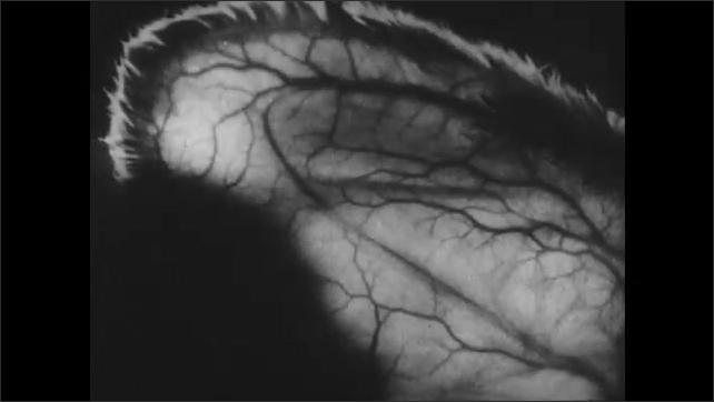 1950s: UNITED STATES: rabbit ear close up. Blood vessels tighten up in ...