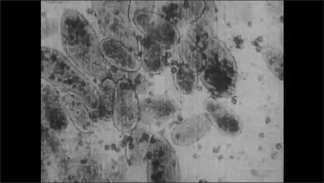 1940s: UNITED STATES: scientist looks down microscope. Germs under ...