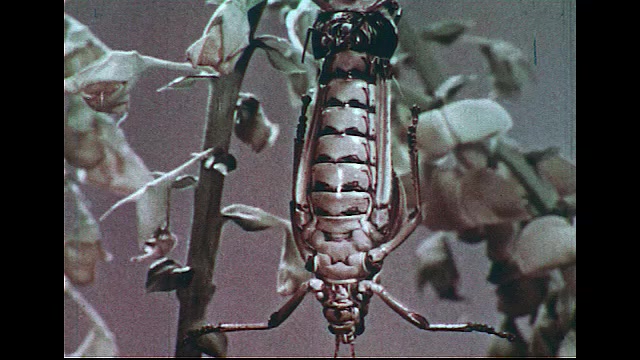 1960s: Fully Grown Grasshopper Emerges from Shell – Archival Footage