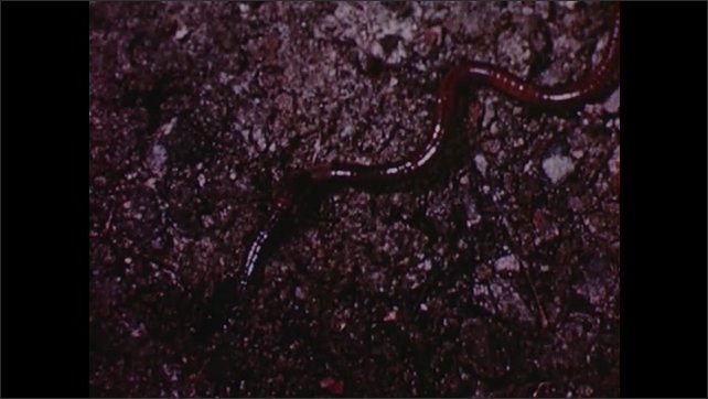 1960s: Flatworm. Tapeworm in petri dish. Microscopic worms. Earthworm ...