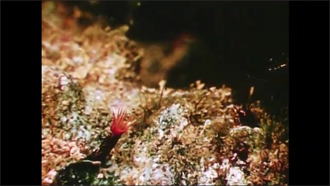 1960s: Flower worms emerge from rocks, open up tentacles. Worms retract ...