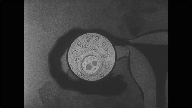 1950s: Illustration of ovary. Text “Ova” and animation of egg that ...