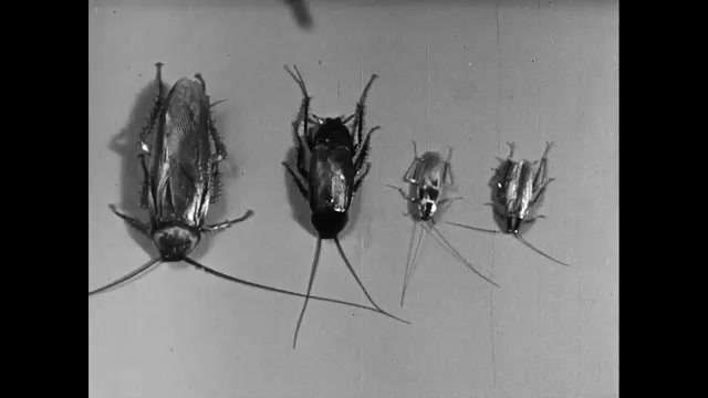 1950s: Examples of tfour cockroach species. Cockroach on a floor drain ...